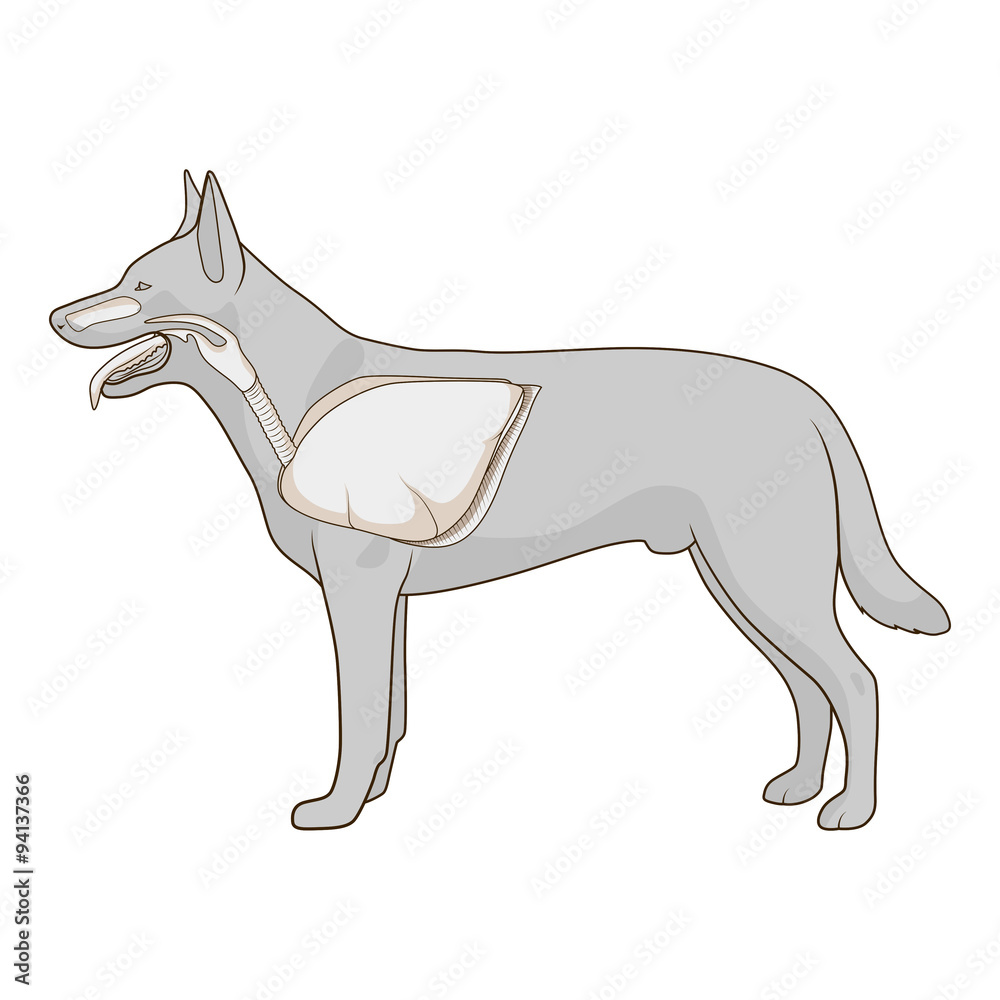 Respiratory system of the dog vector illustration Stock Vector | Adobe ...