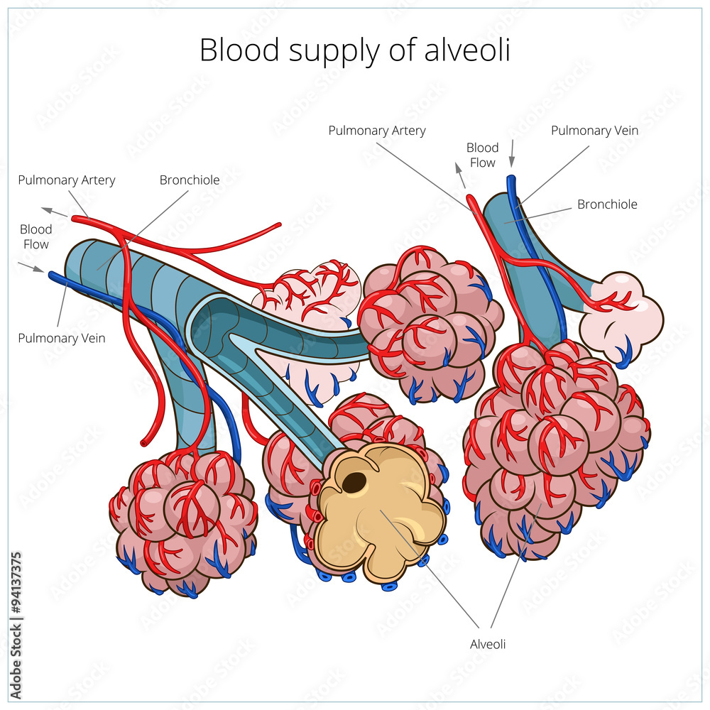 Alveoli vector illustration Stock Vector | Adobe Stock