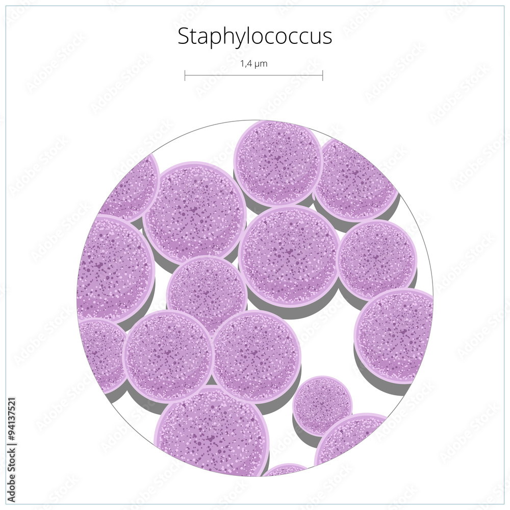 Staphylococcus bacterium vector illustration Stock Vector | Adobe Stock