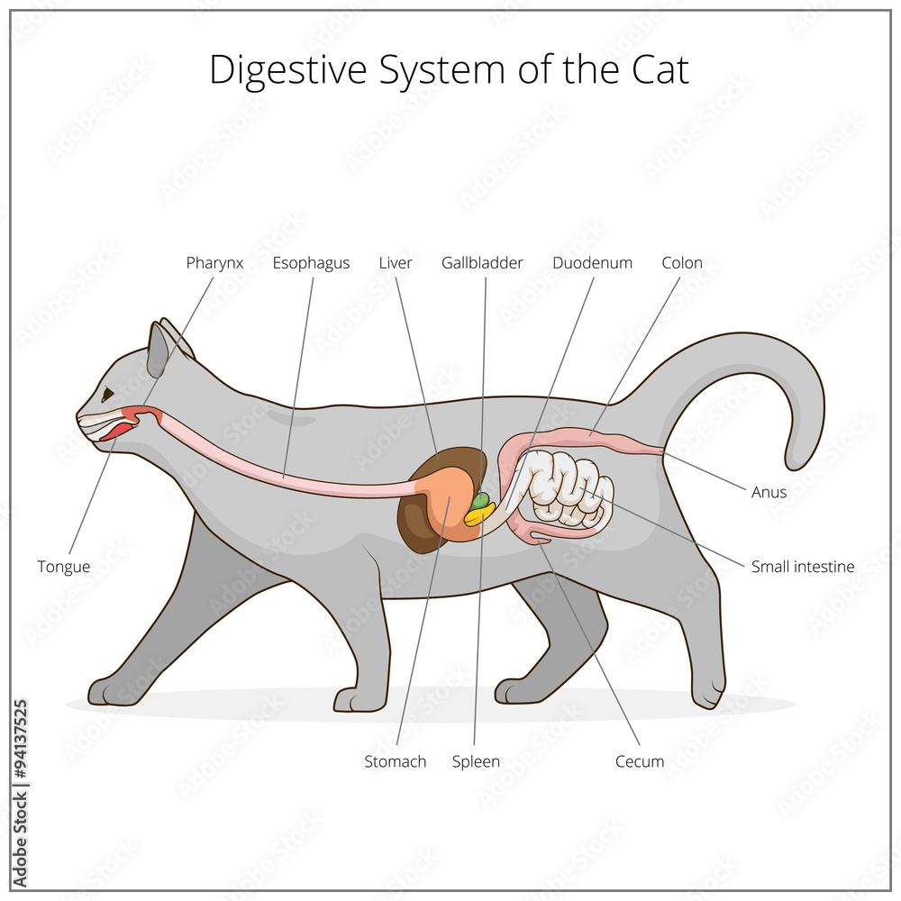 Digestive system of the cat vector illustration Stock Vector | Adobe Stock
