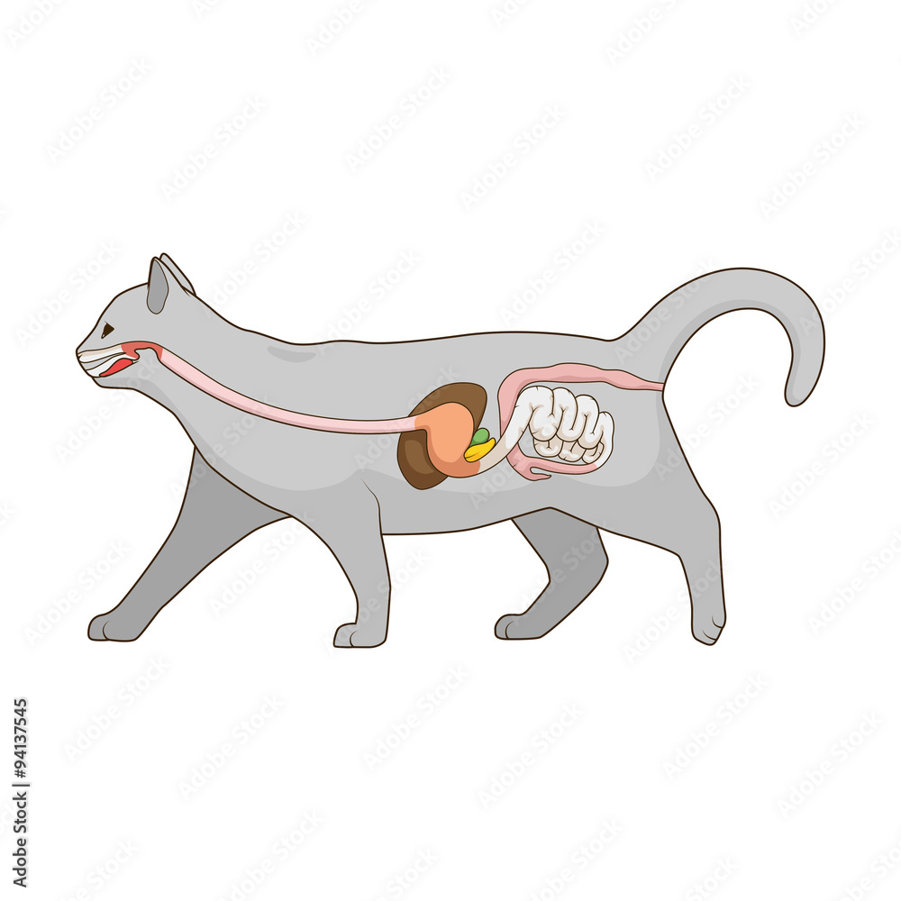 Digestive system of the cat vector illustration Stock Vector | Adobe Stock