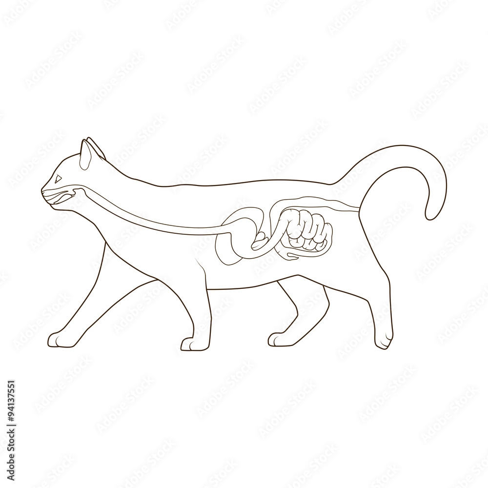Digestive system of the cat vector illustration Stock Vector | Adobe Stock