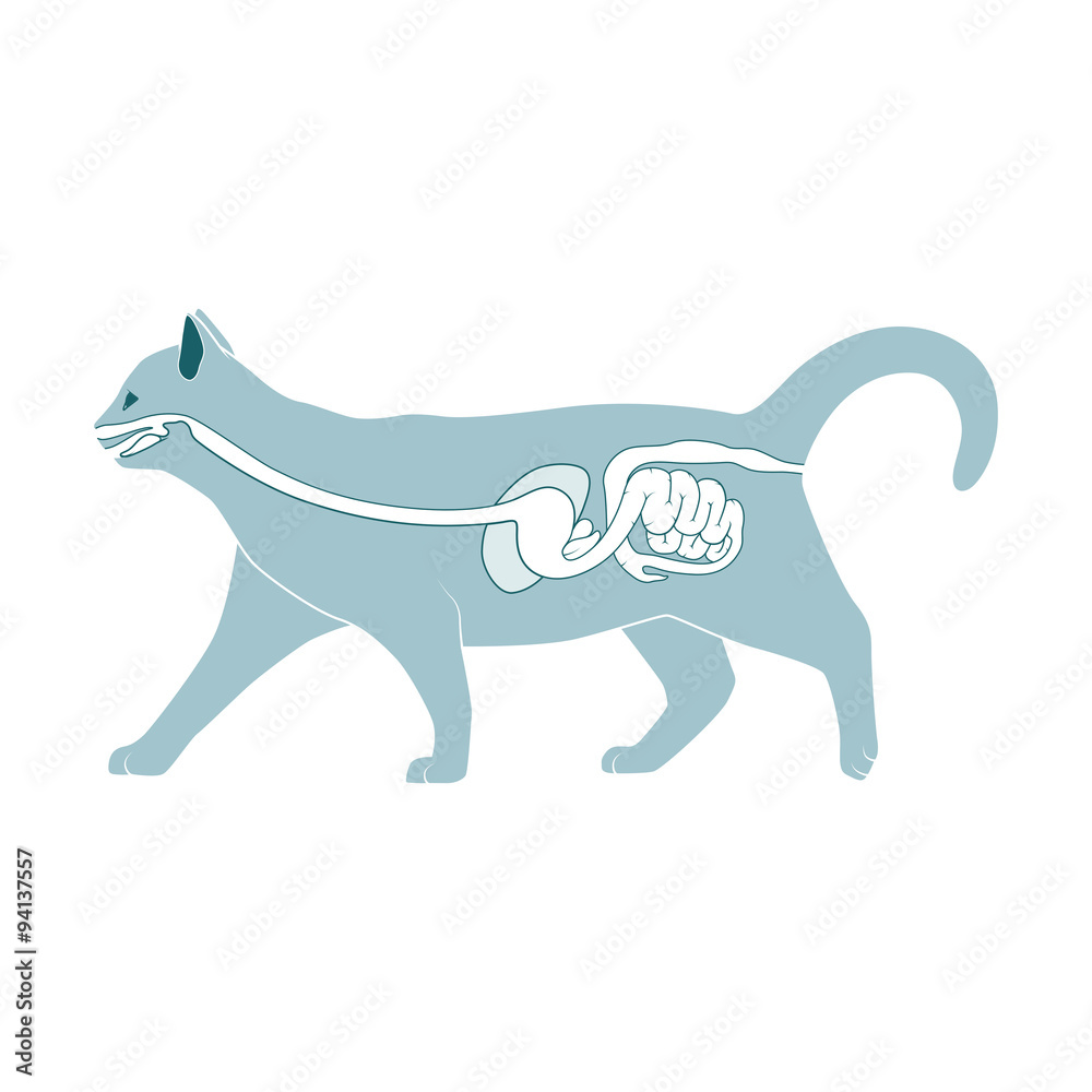 Digestive system of the cat vector illustration Stock Vector | Adobe Stock
