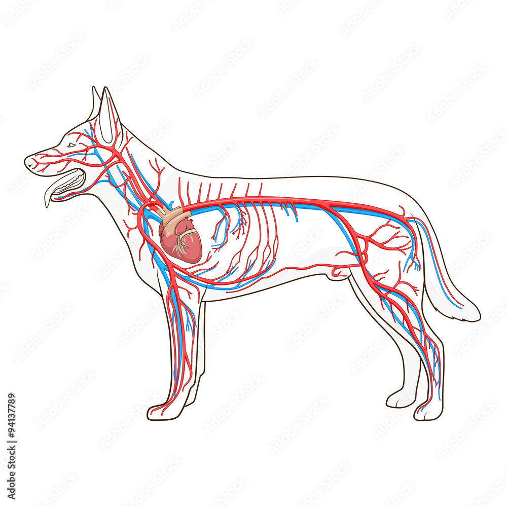Vascular system of the dog vector illustration Stock Vector | Adobe Stock