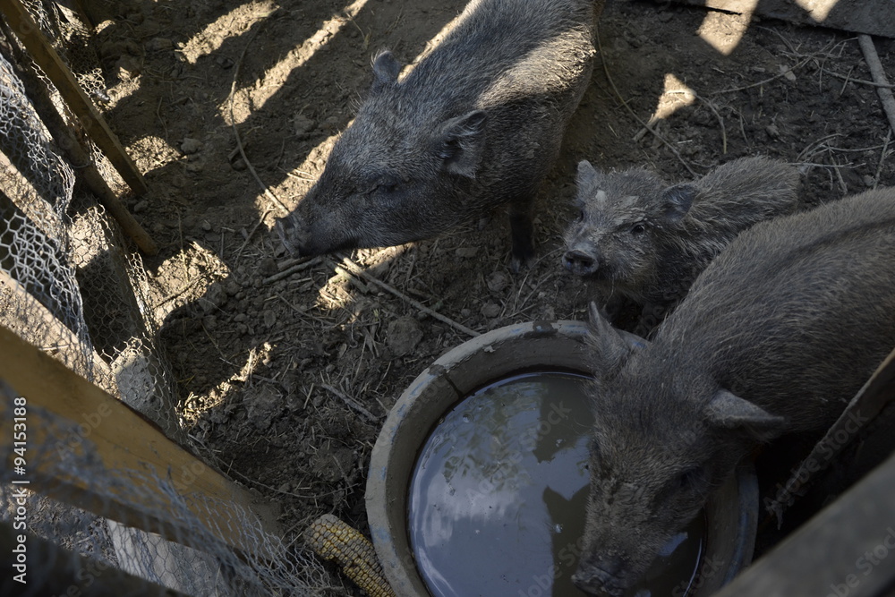 The pigs wallowing in mud. Two pigs on traditional rural farm yard ...