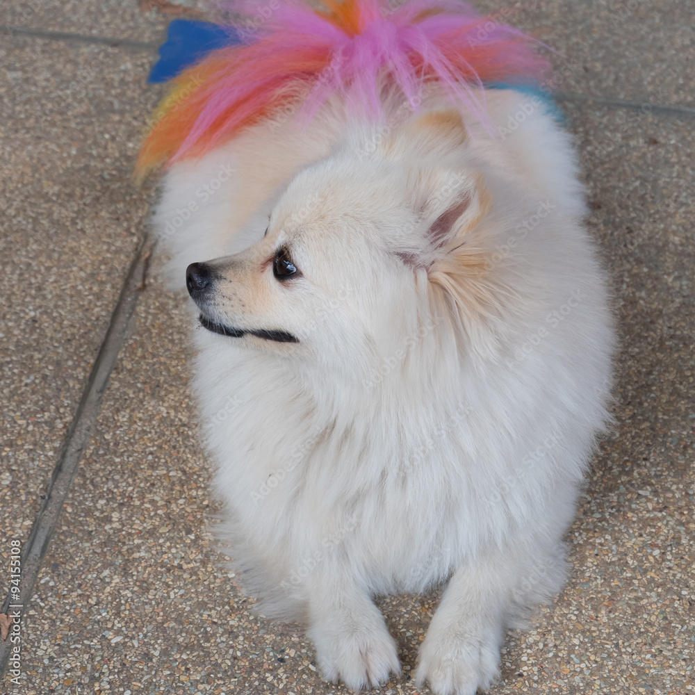 Dyed Pomeranian Tail
