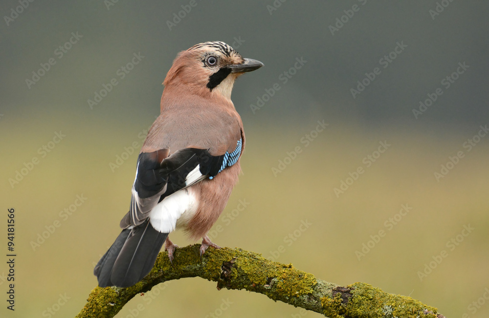 Jay bird Stock Photo | Adobe Stock