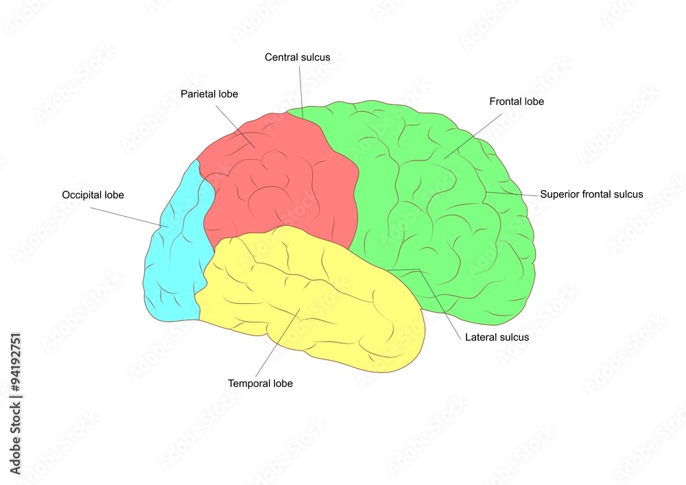 sezione laterale di cervello: evidenziati i principali lobi che lo ...