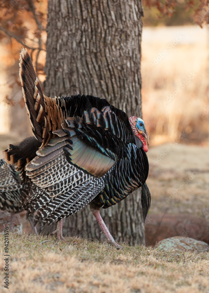 Tom / A profile perspective of a single male turkey showing colorful ...