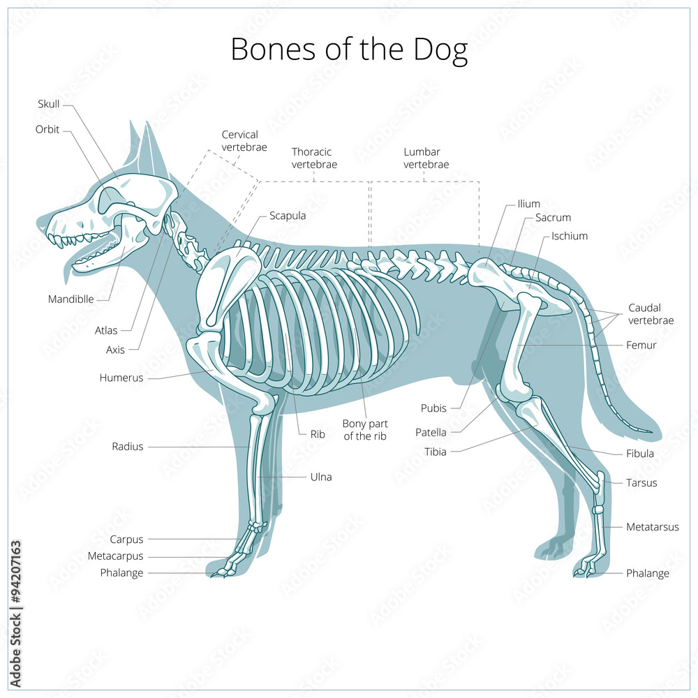 Dog skeleton veterinary vector illustration Stock Vector | Adobe Stock