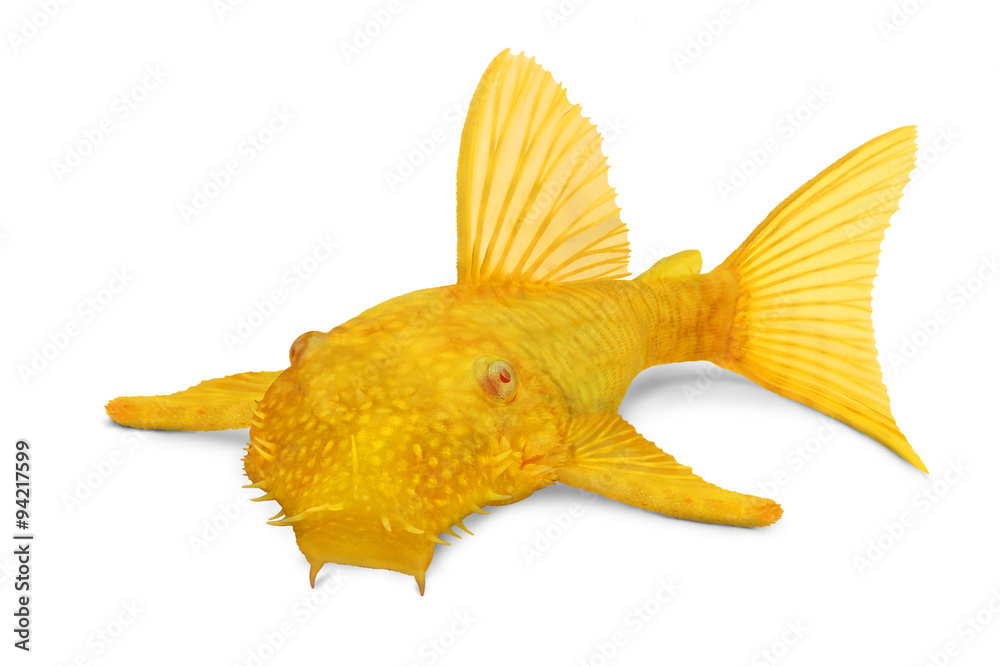 Golden Ancistrus pleco catfish Male albino bristlenose tropical ...