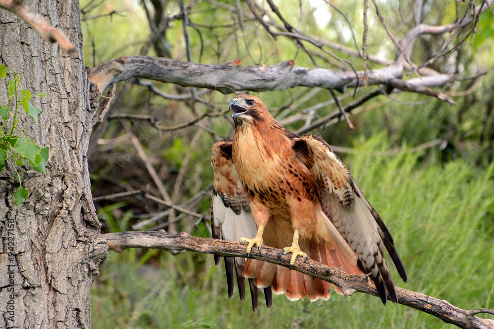 Red tailed hawk landed on tree branch Stock Photo | Adobe Stock