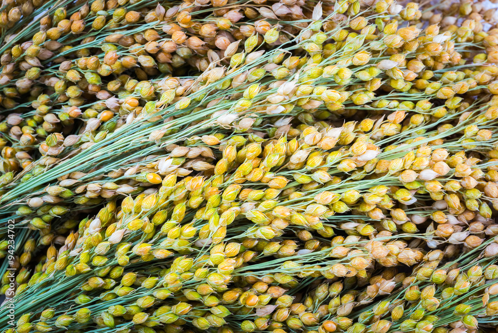 Proso millet (Panicum miliaceum), stems with ripe seeds Stock Photo ...