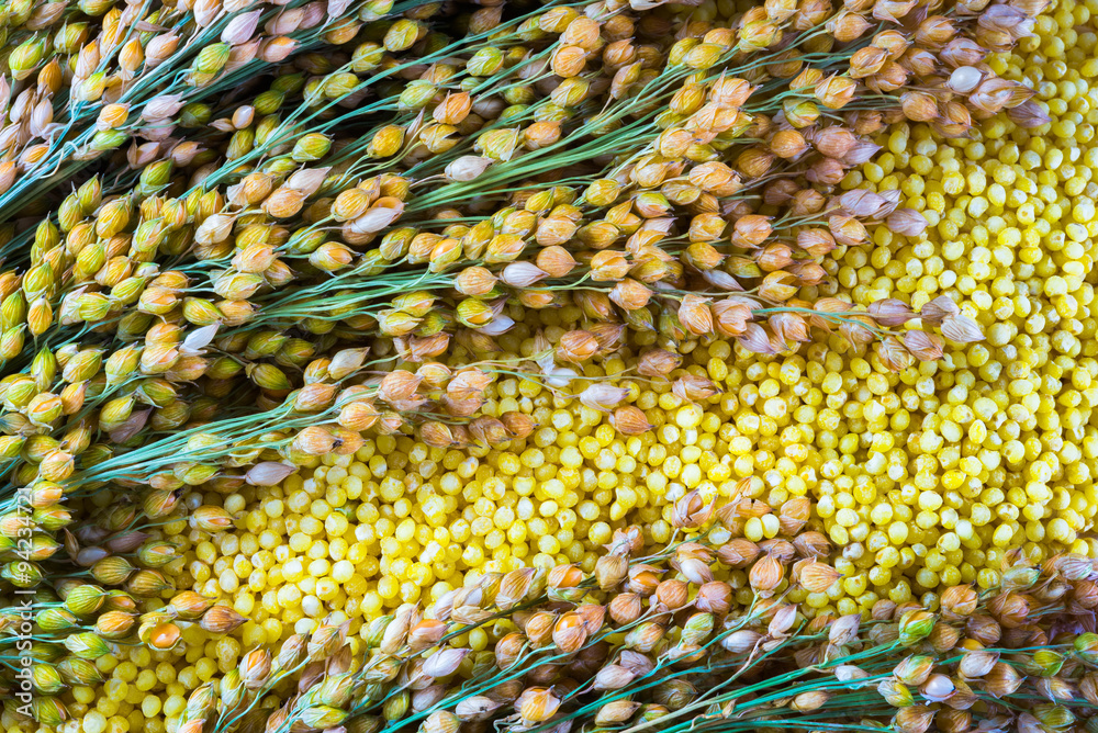 Proso millet (Panicum miliaceum), stems with ripe seeds and groats ...