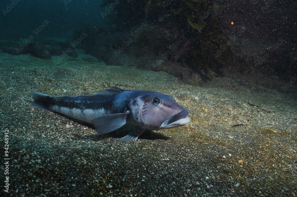 Blue cod Parapercis colias in the marine reserve of Goat Island near ...
