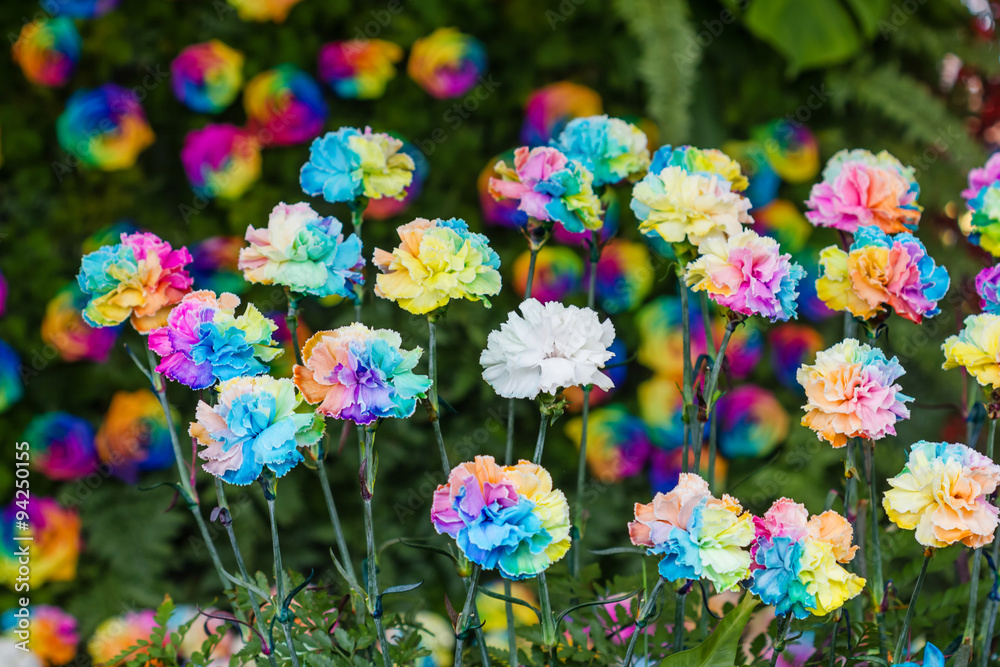 Colorful of rainbow carnation flower Stock-Foto | Adobe Stock