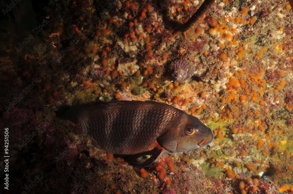 Red moki Cheilodactylus spectabilis sleeping under an overhang. Stock ...