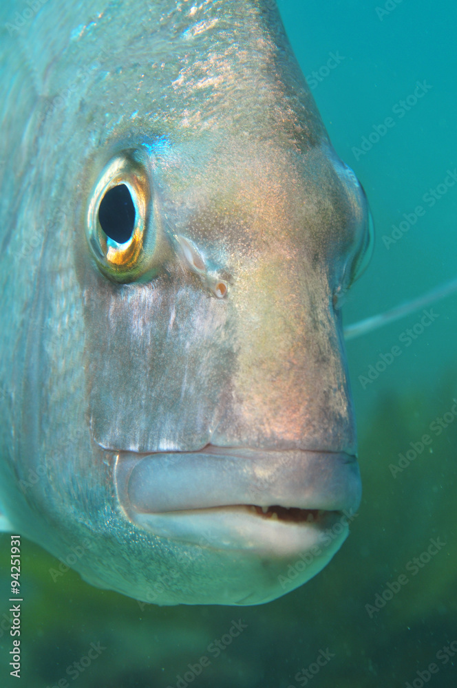 A close-up portrait of australasian snapper Pagrus auratus. The eye is ...