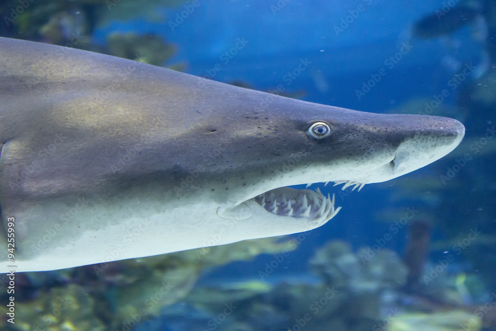 Shark Stock Photo | Adobe Stock