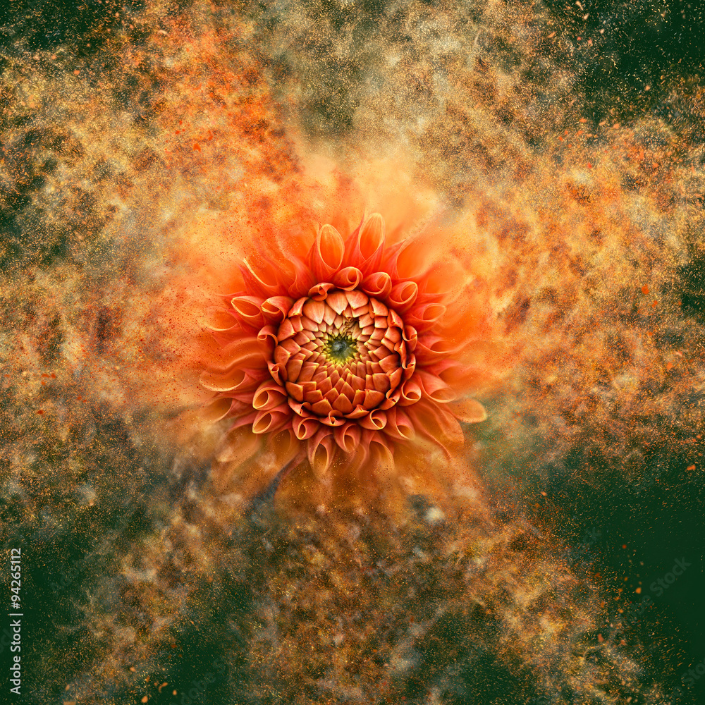 Flower - Exploding Stock Photo | Adobe Stock