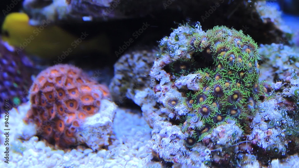 Coral Close up in coral reef aquarium Stock Video | Adobe Stock
