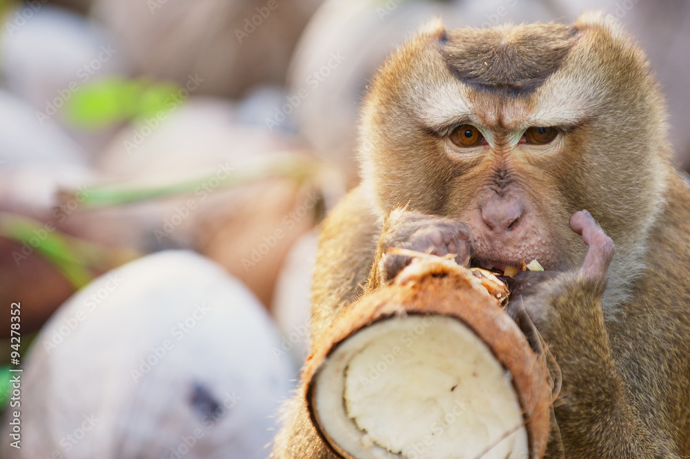 Monkey eats coconut at the coconut plantation at Koh Samui, Thailand ...