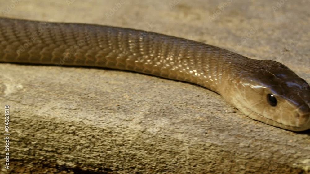 Brown shiny scales of the black mamba snake. The black mamba is a ...