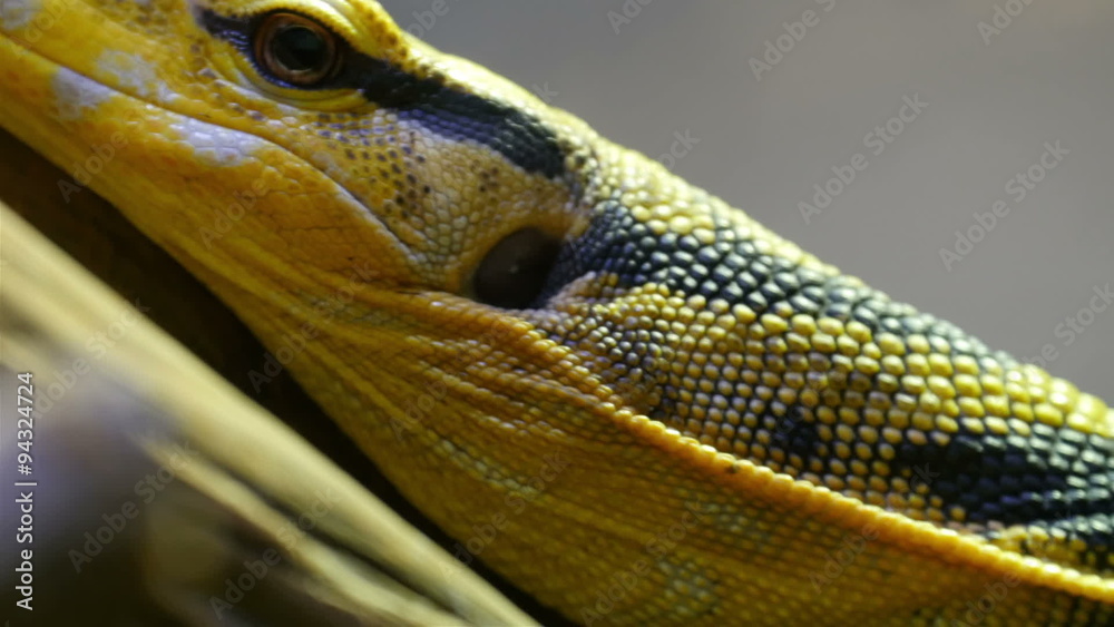 Vidéo Stock Yellow black spotted lizard on a tree branch. With its eyes ...