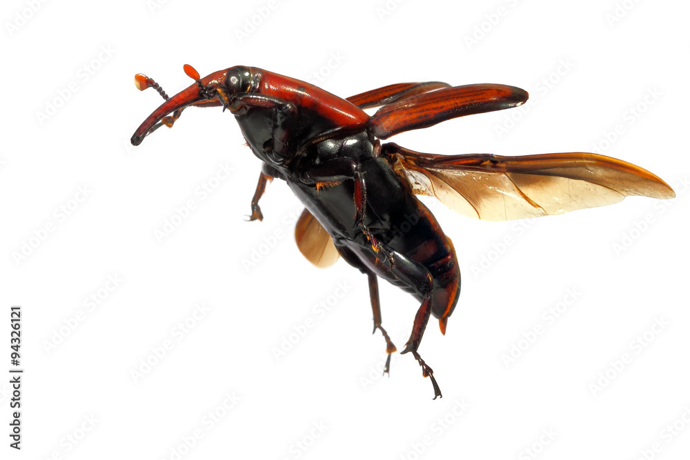 Flying up / Red palm weevil (Rhynchophorus ferrugineus) - one of the ...