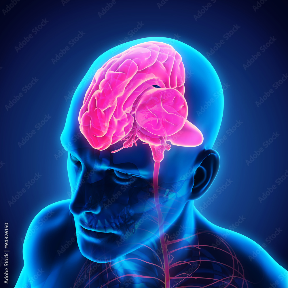 Human Brain Anatomy Stock Illustration | Adobe Stock