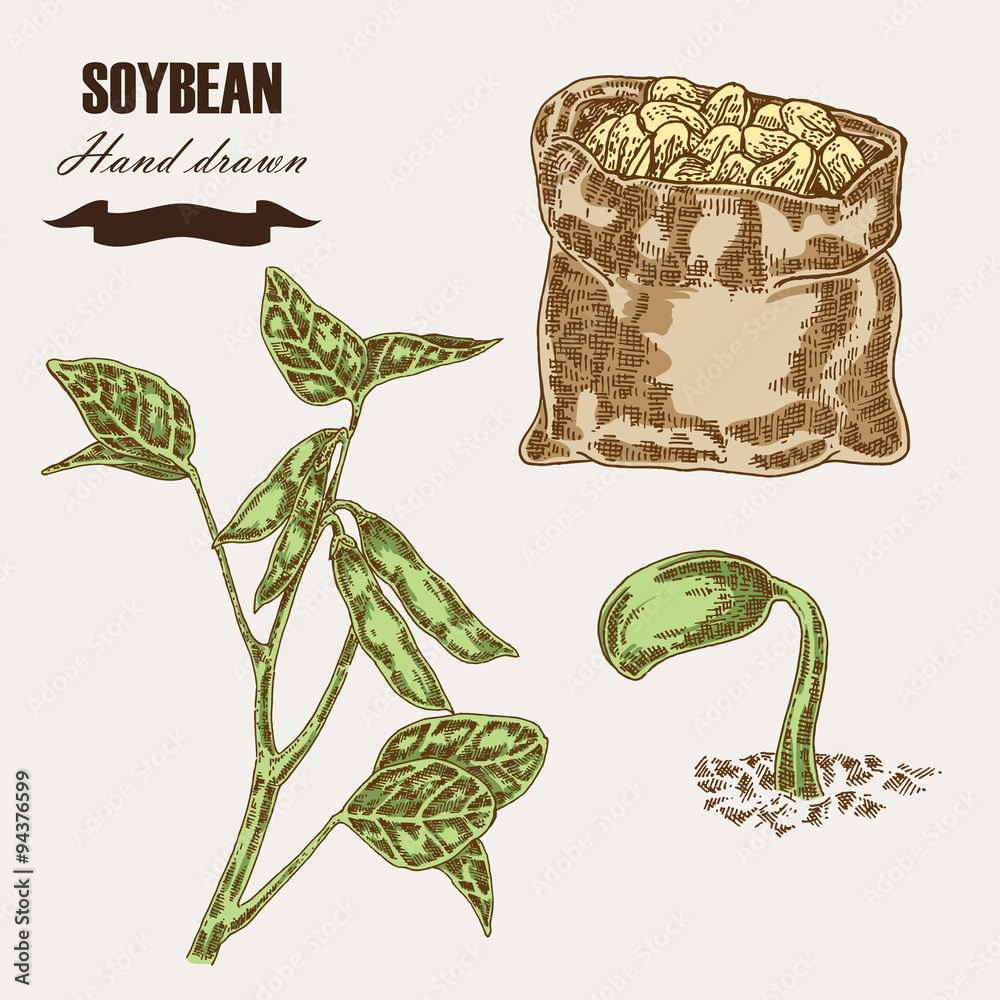 Hand drawn soy plant. Soy twig and soybean. Vector illustration Stock ...