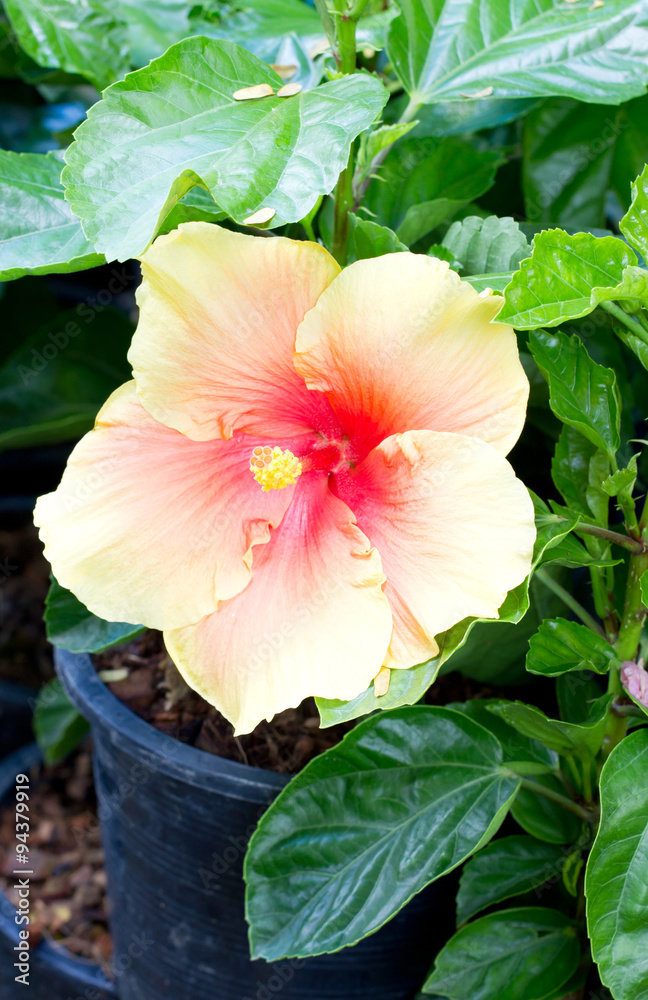 Hibiscus Rosa sinensis. Stock Photo | Adobe Stock