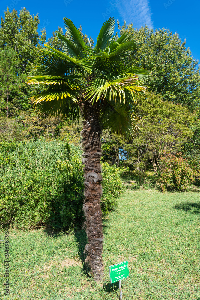 The palm tree, planted by Mr. Radames Costa in the Park-the arbo Stock ...