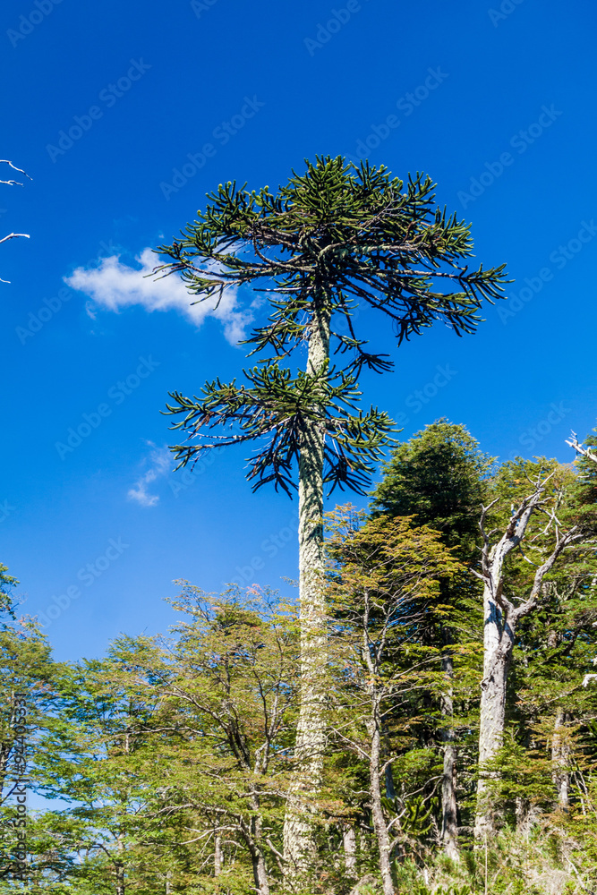 Araucaria in National Park Herquehue, Chile. The tree is called ...