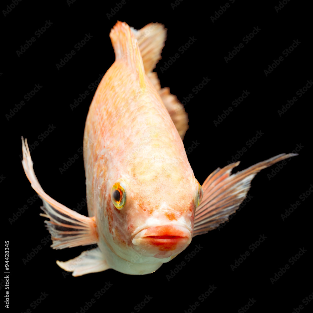 nile or red tilapia oreochromis niloticus isolated on black studio ...
