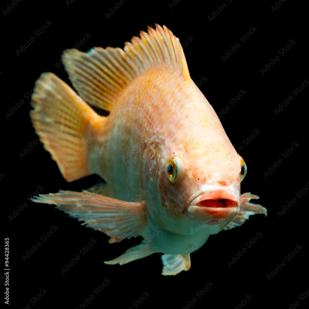 tilapia fish nile or red tilapia oreochromis niloticus isolated on ...