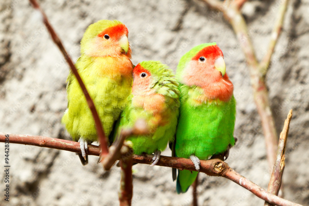 family of loving birds on a branch shot in natural environment toilet ...