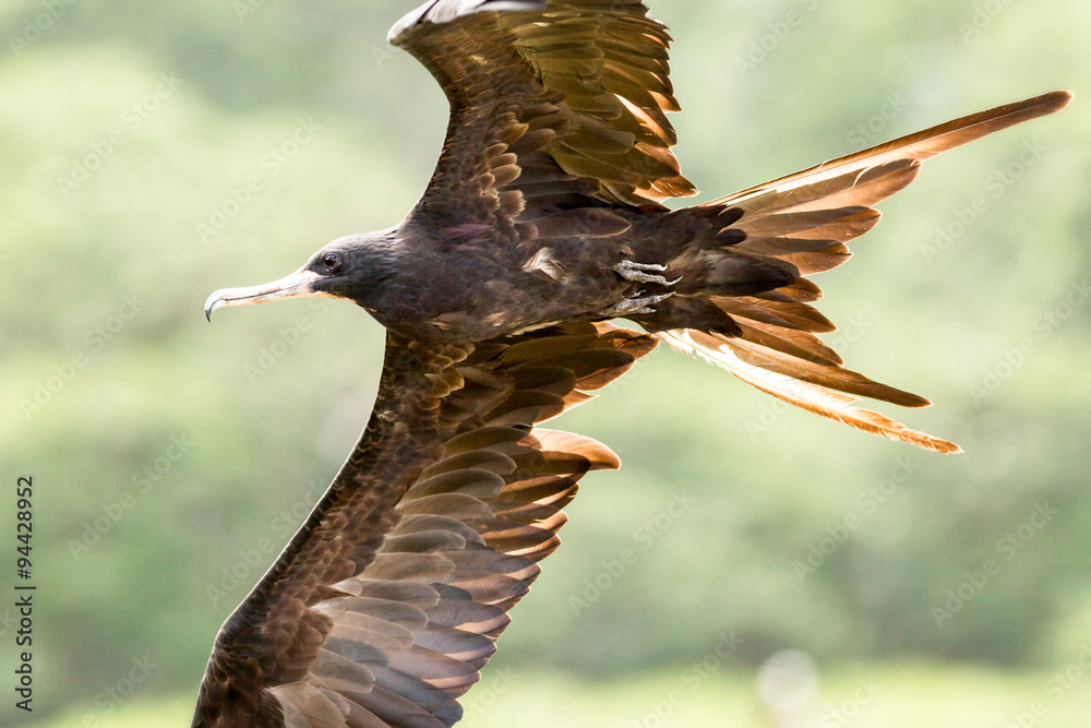 frigate bird in flight closeup from short range wildlife wing brown ...