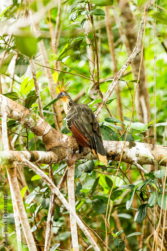 hoatzin bird in cuyabeno national park ecuador journey fauna animal ...