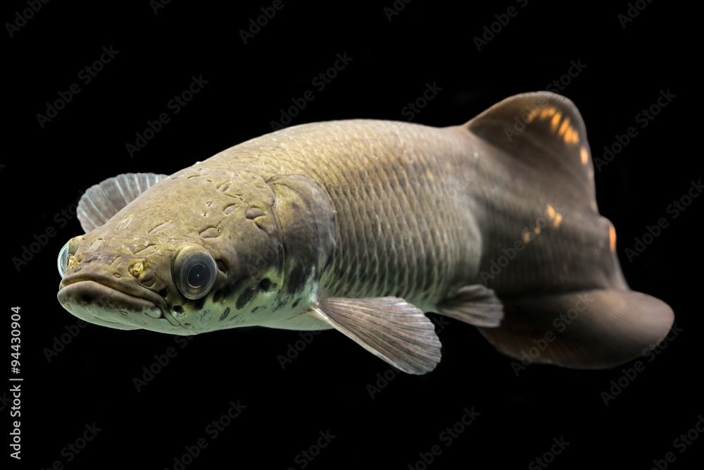 arapaima amazon fish large juvenile arapaima leptosoma underwater ...