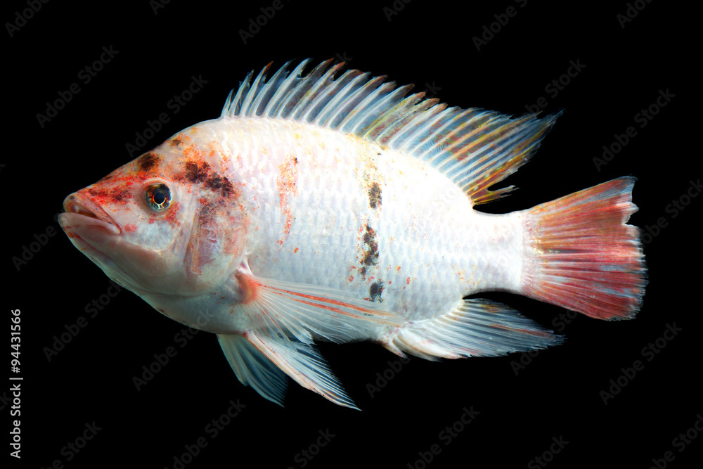 high quality shot of red tilapia fish underwater studio aquarium shot ...