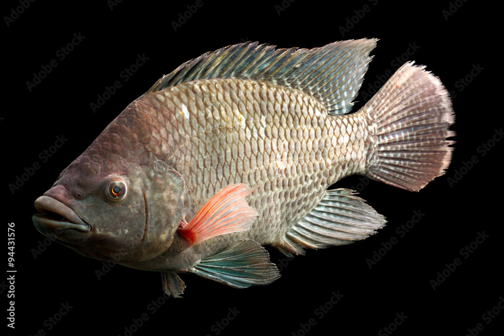High resolution photograph capturing the beauty and size of a five ...