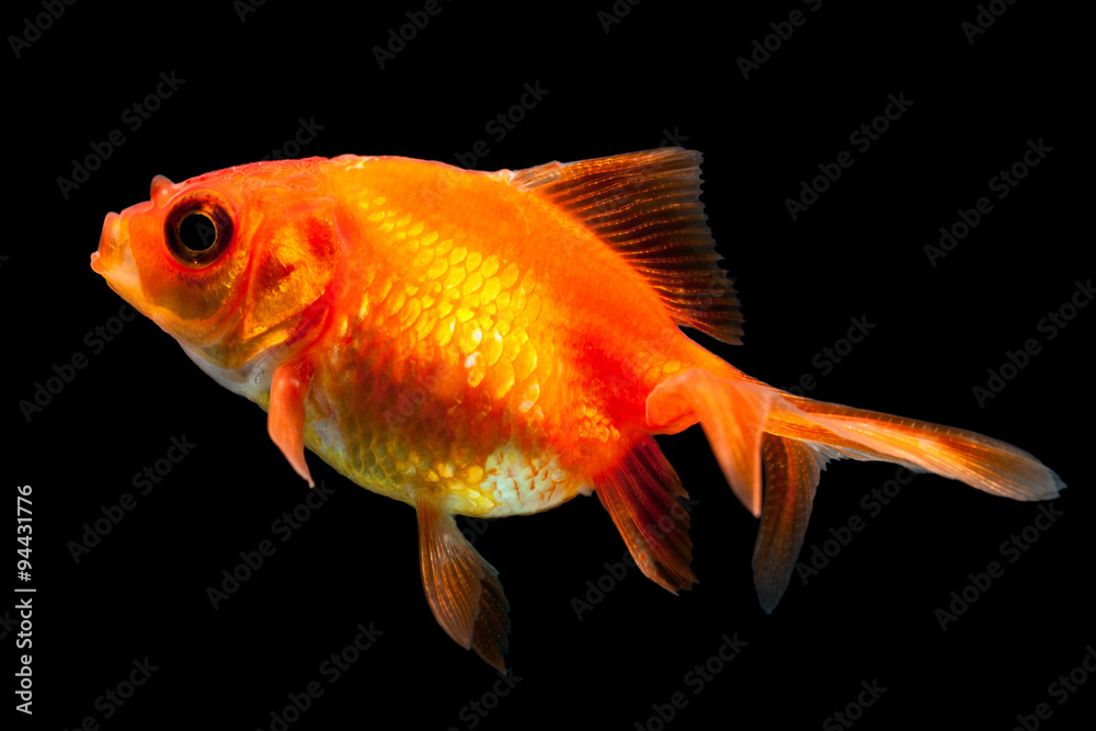 oranda goldfish roast isolated on black running bowl adorable animal ...