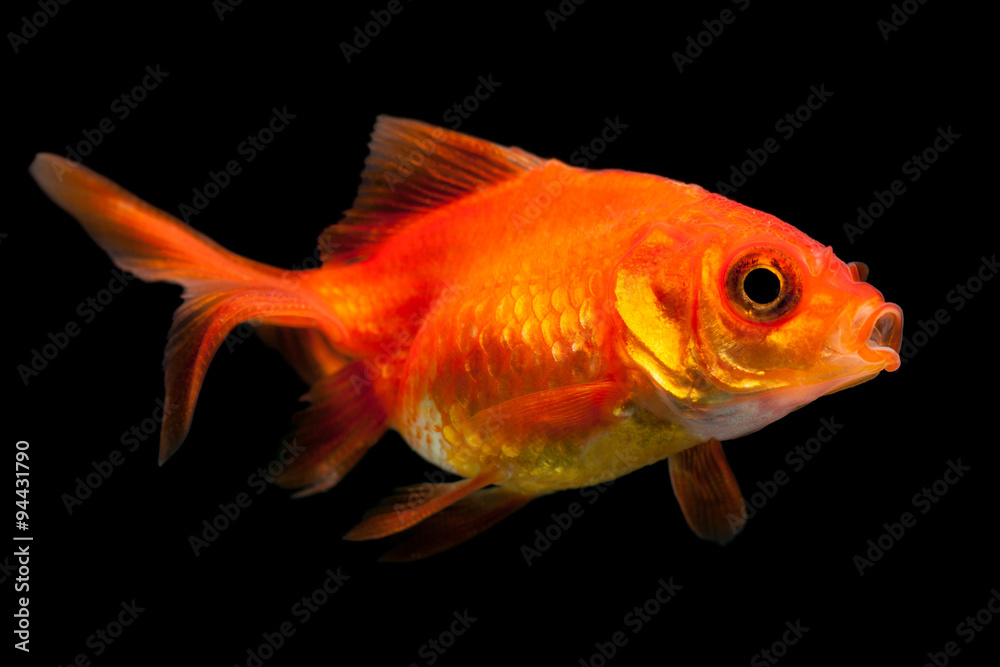 gold common fish oranda goldfish fry isolated on black gold common fish ...