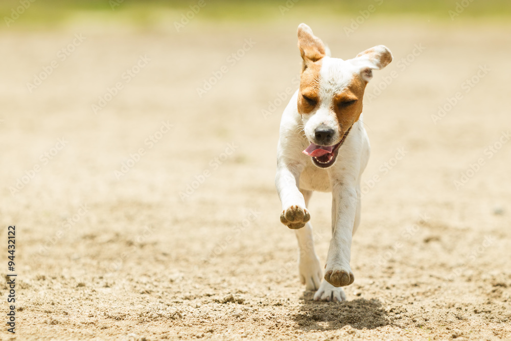 Discover why certain dogs enjoy the freedom of running unleashed,and ...