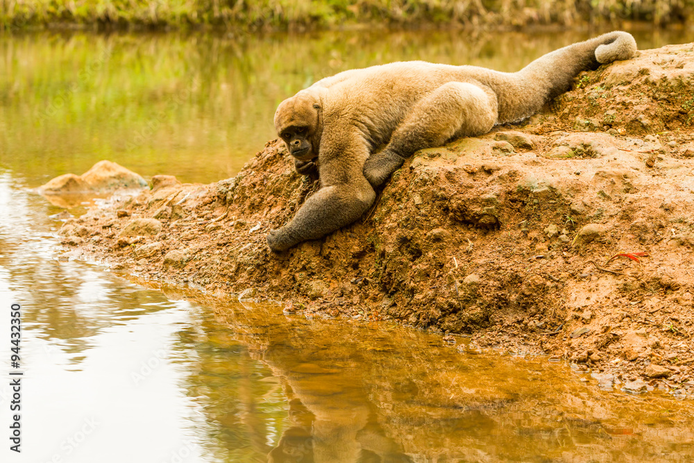 masculine hairy monkey in the wilderness fauna ape brown animal amazon ...