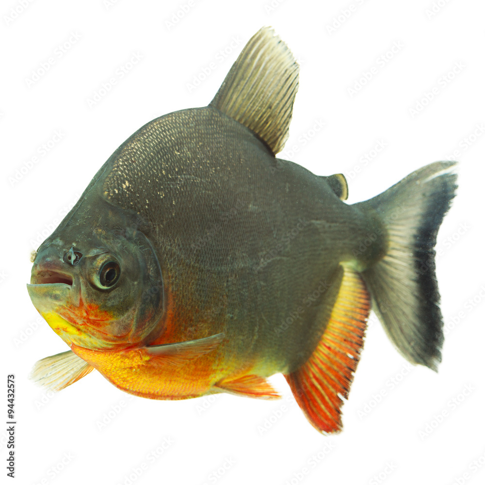 pacu fish brazil farming isolated tambaqui fish side isolated on white ...