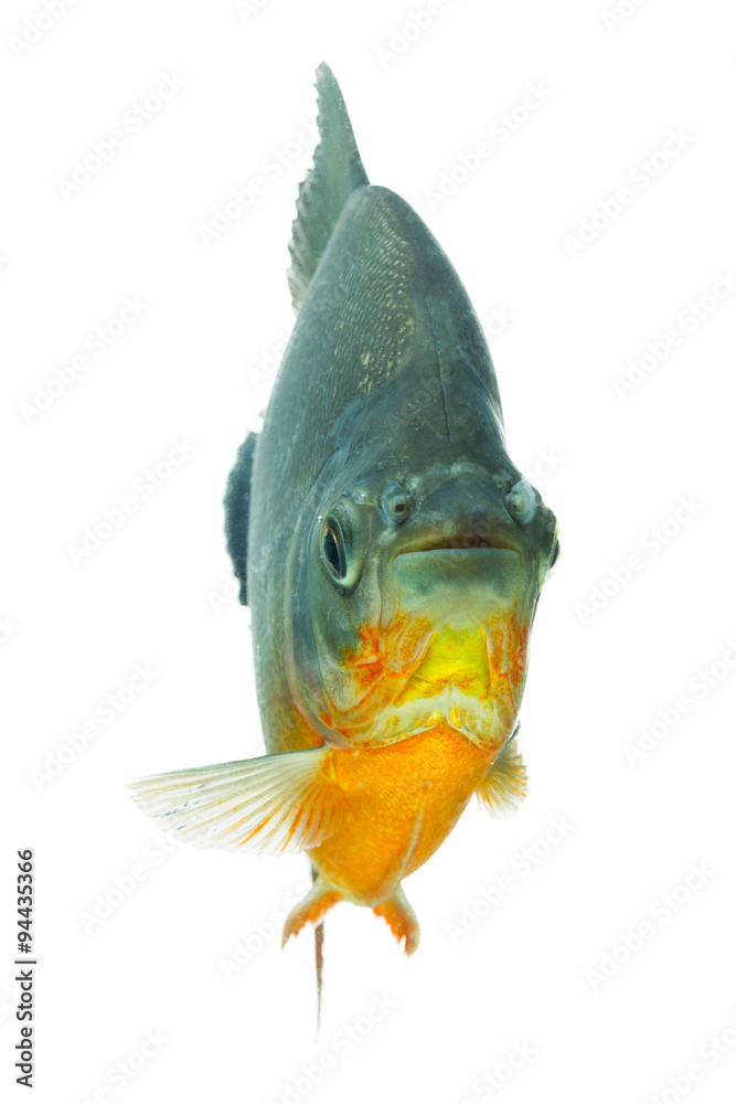 tambaqui fish isolate on white shallow depth of field focus on the eyes ...