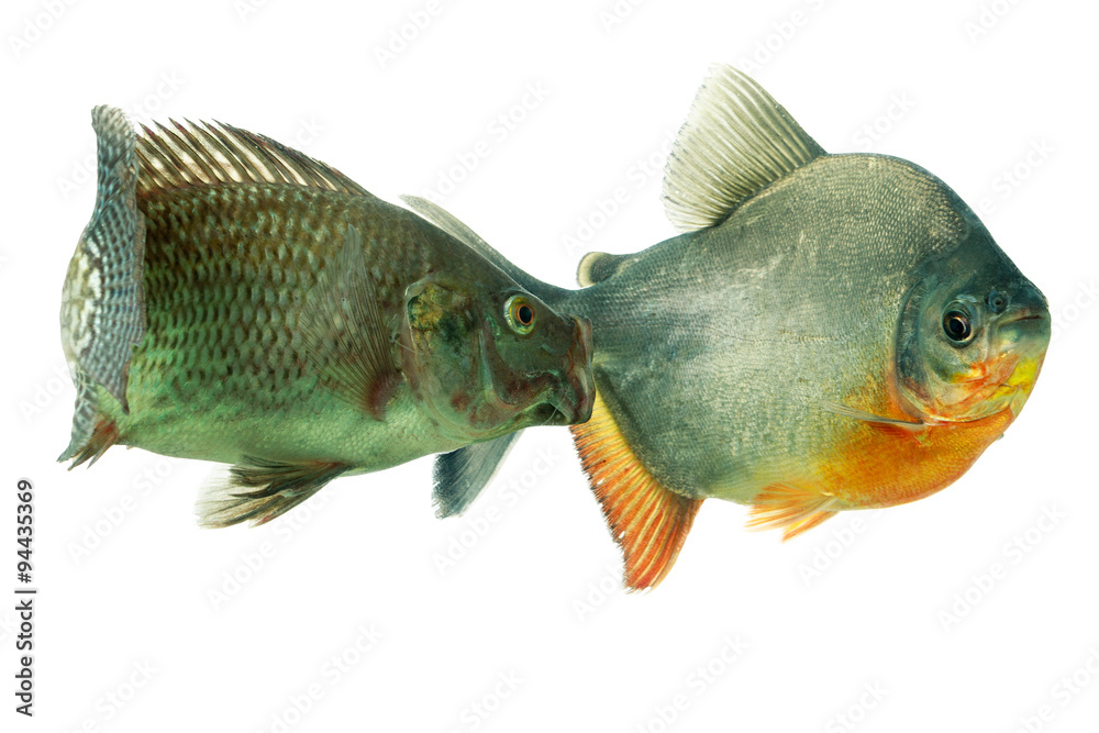 Watch Mozambique tilapia chase a tambaqui fish in a live animal studio ...