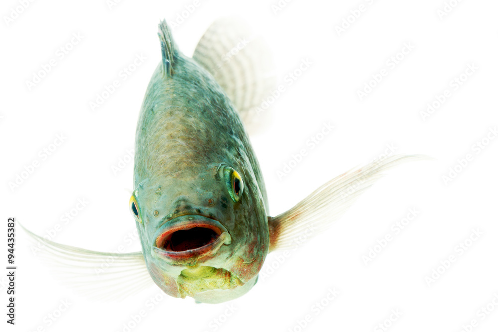 fish isolated africa oreochromis funny head shot of an mozambique ...